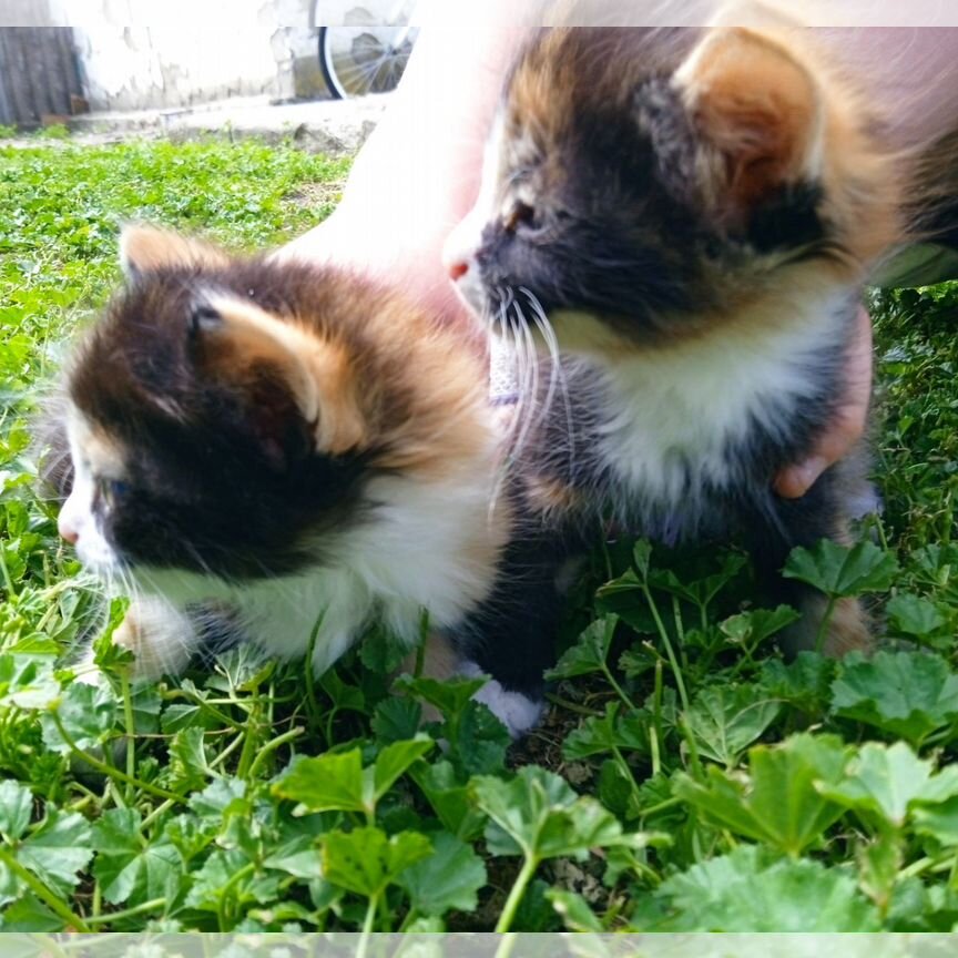 Котята в добрые руки