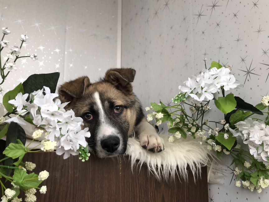 Малышу очень нужен дом