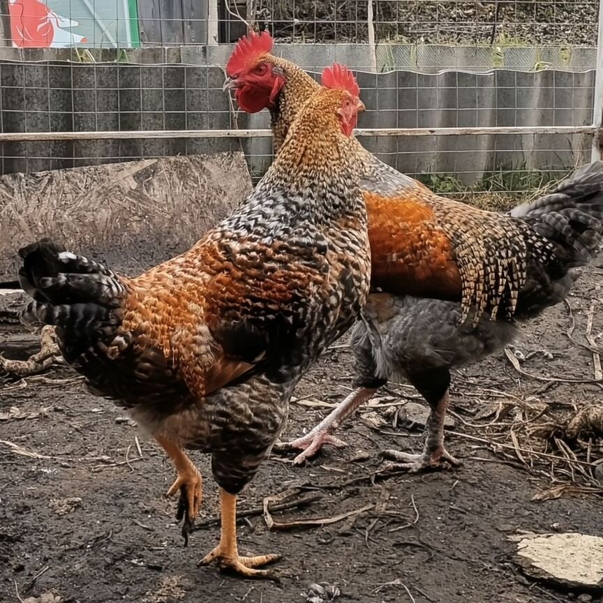 Петухи Доминанты молодые