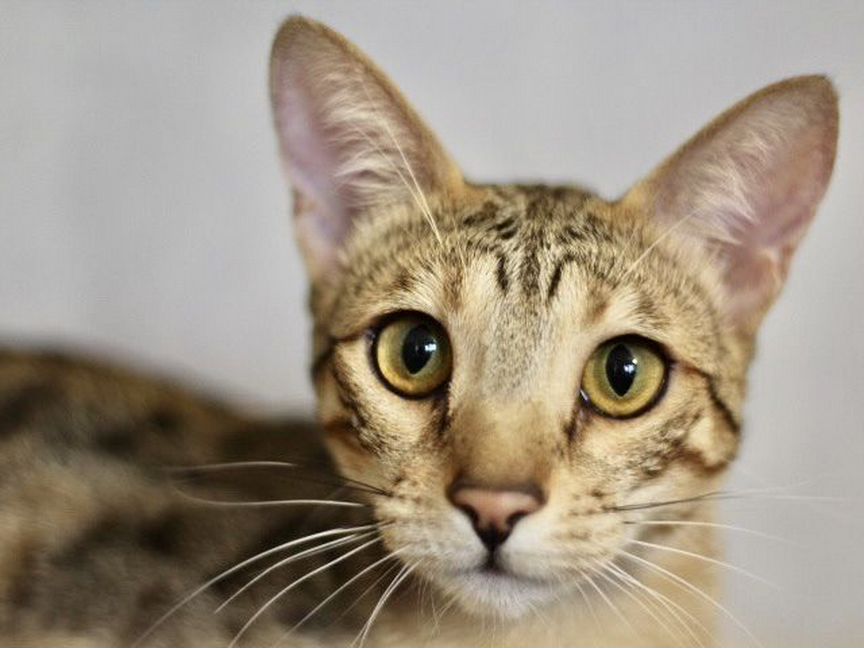 Кошечка саванна