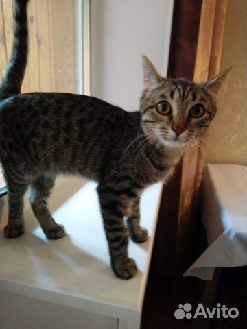 Котенок мальчик Кузя