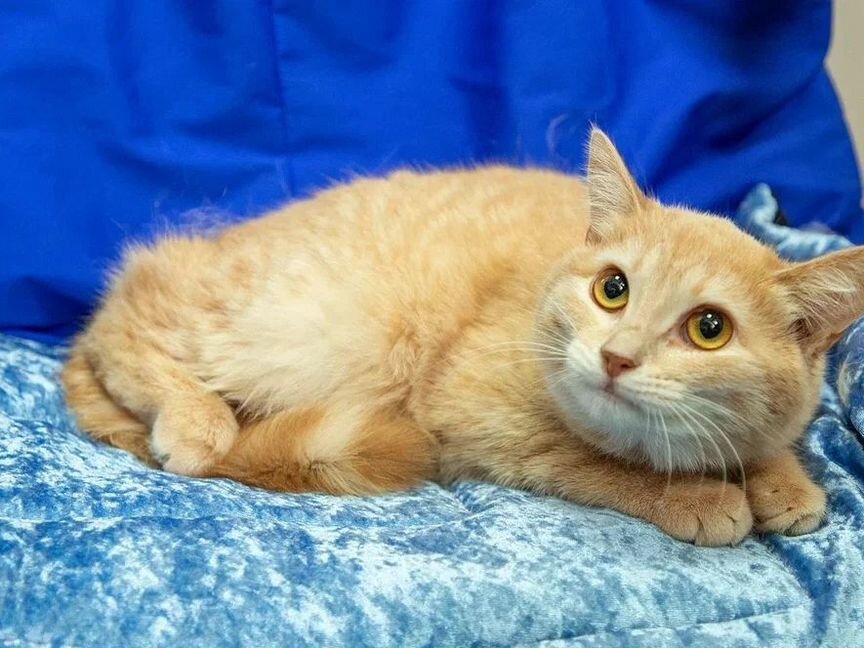 Рыжий котик Пурпур