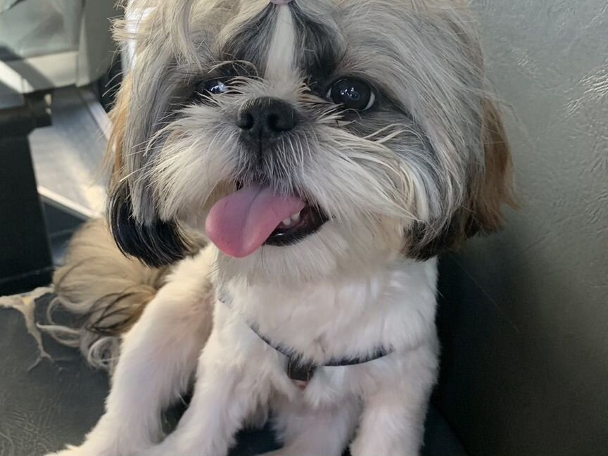 Собака в добрые руки ши-тцу