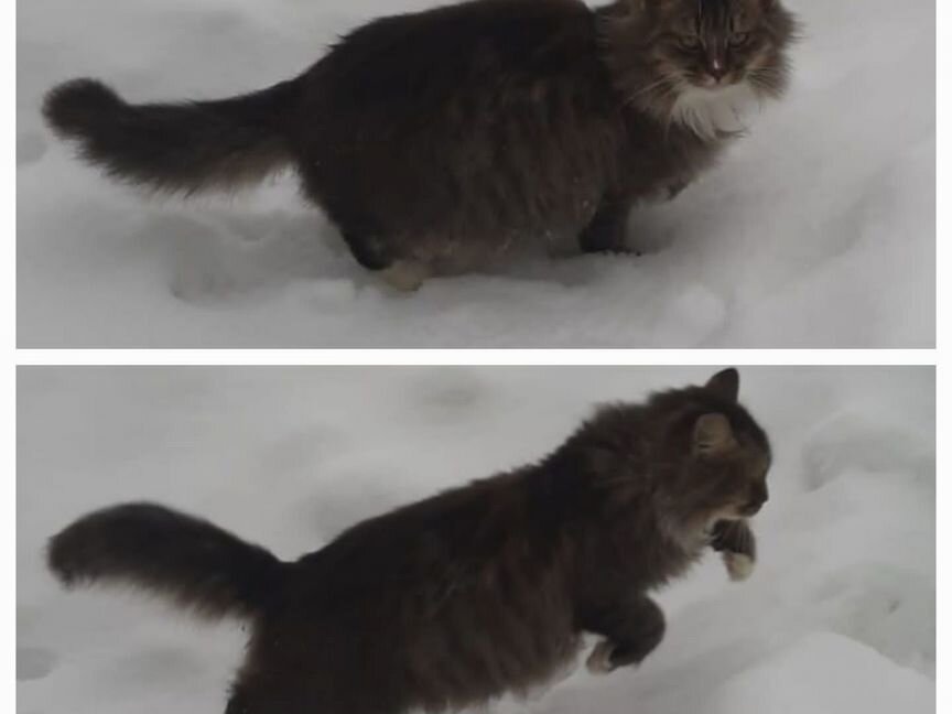 Ласковый пушистый красавчик в добрые руки