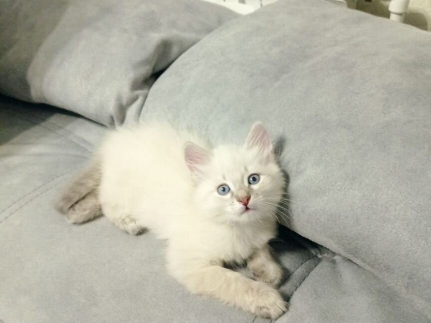 Тайские котята