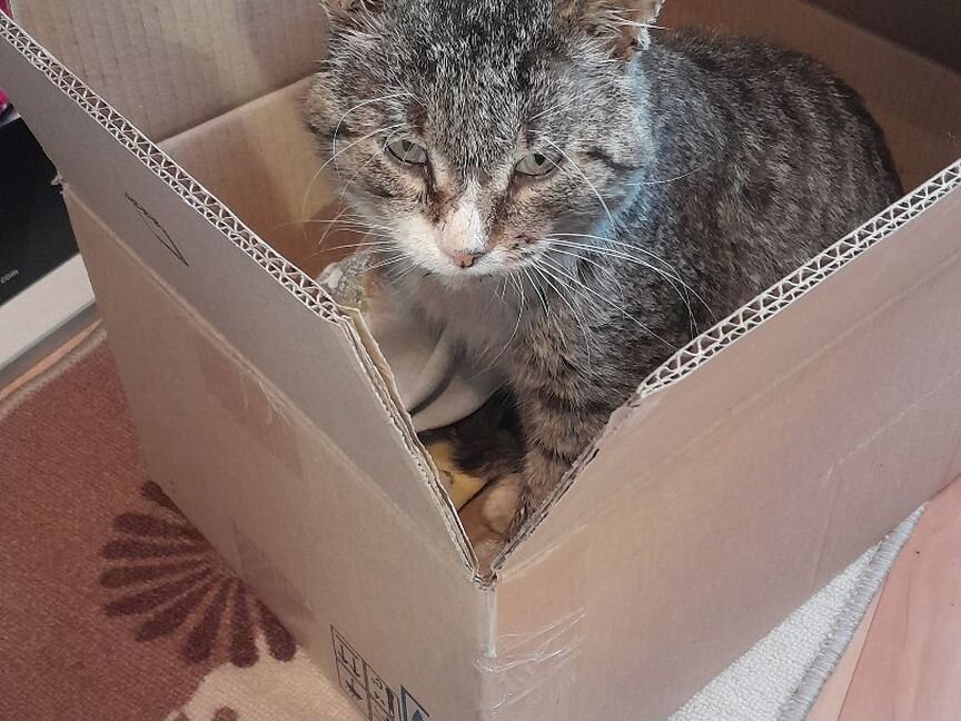 Котик(кошка)