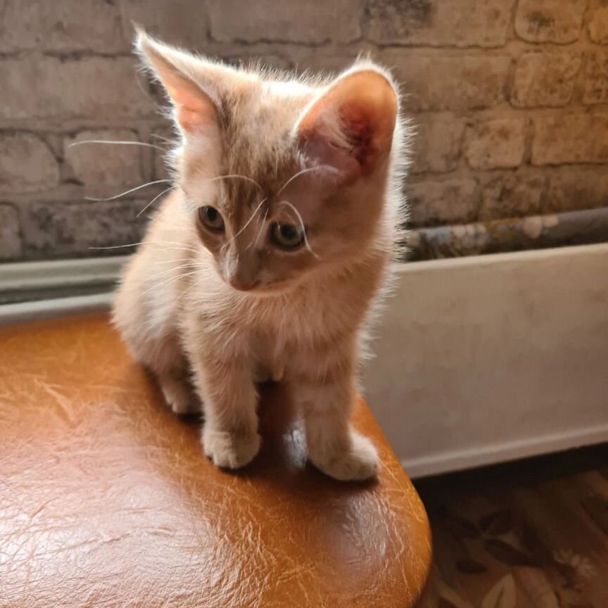 Рыжий котенок мальчик бесплатно