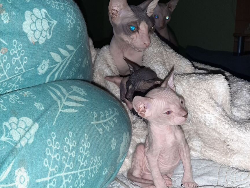 Донской сфинкс котята