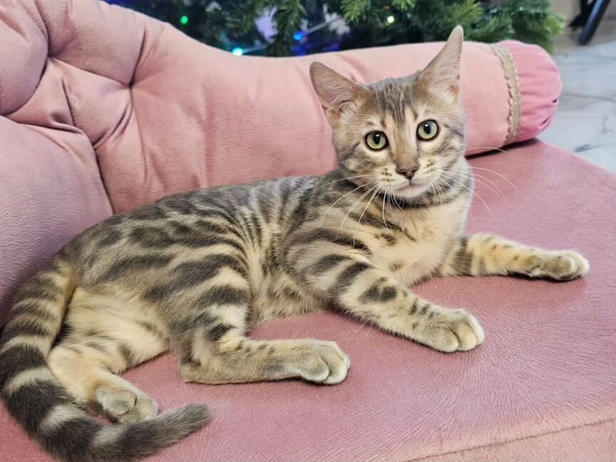 Бенгальская Голубая кошечка с док-ми