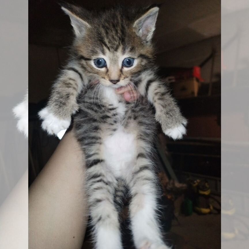 Котята в добрые руки