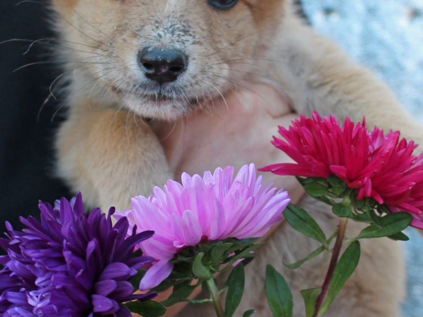 Малыши-карандаши в добрые руки