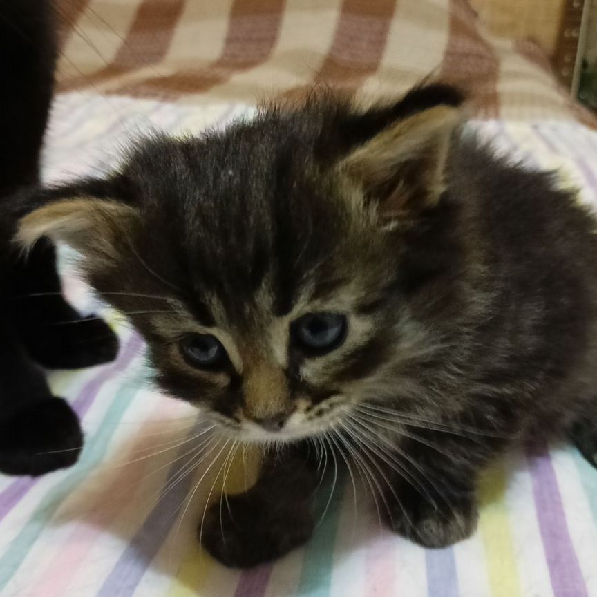Котики бесплатно в добрые руки