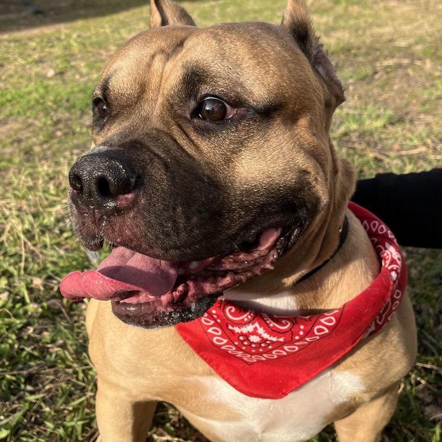 Американский булли, взрослый пёс