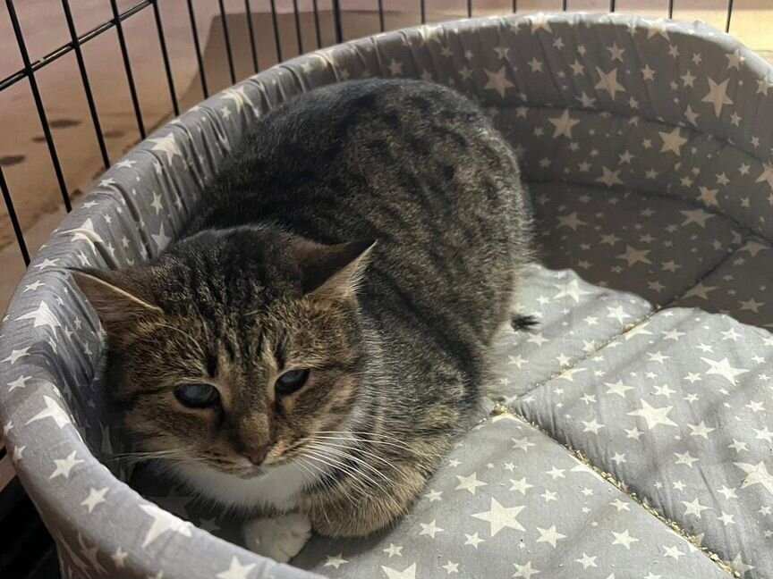 Спасенная когечка ищет семью.полосатая кошечка