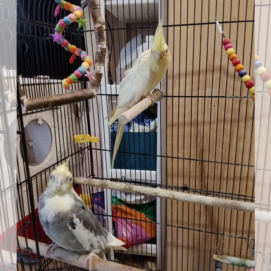 Попугай корелла