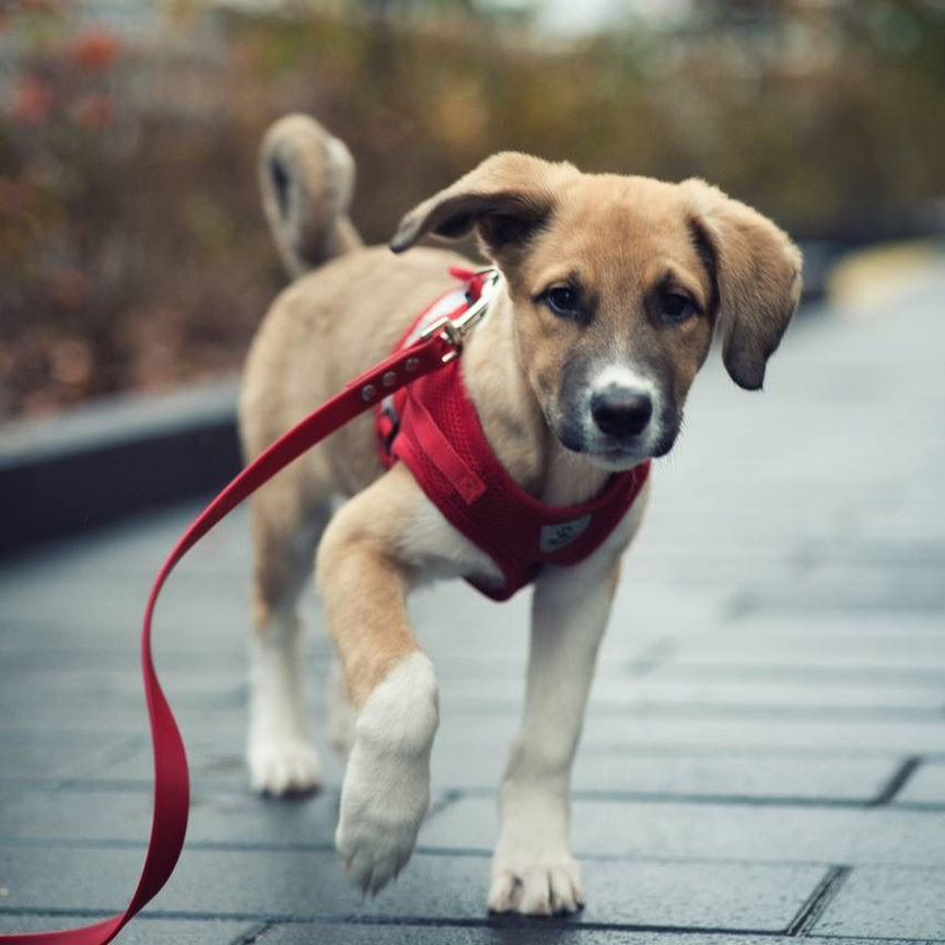 Малыш Татошка ищет семью