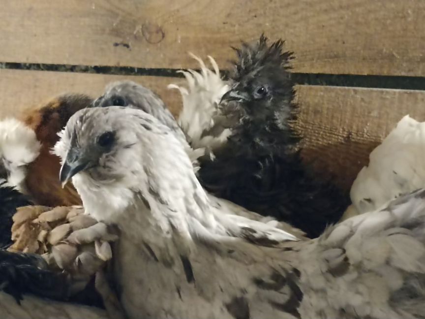 Куры молодки сизли гладкие кучерявые