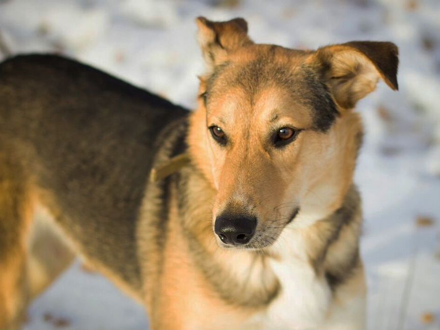 Надежный друг Патрик ждет в приюте