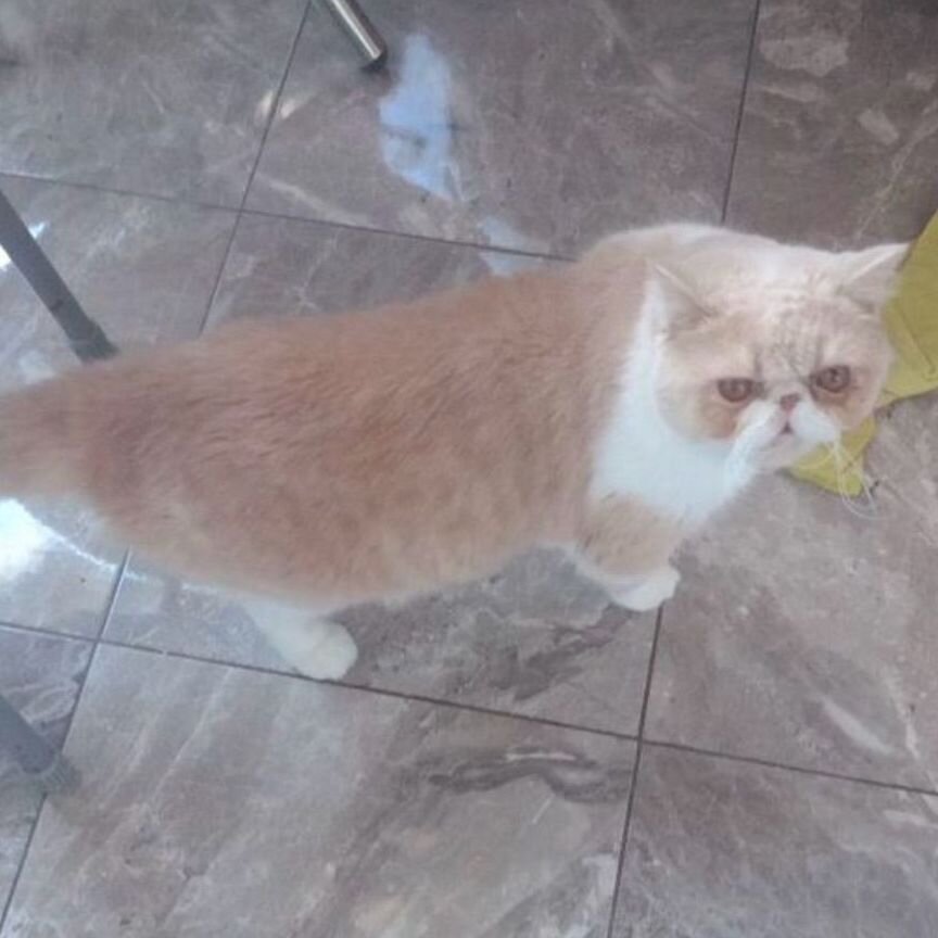 Экзотический кот