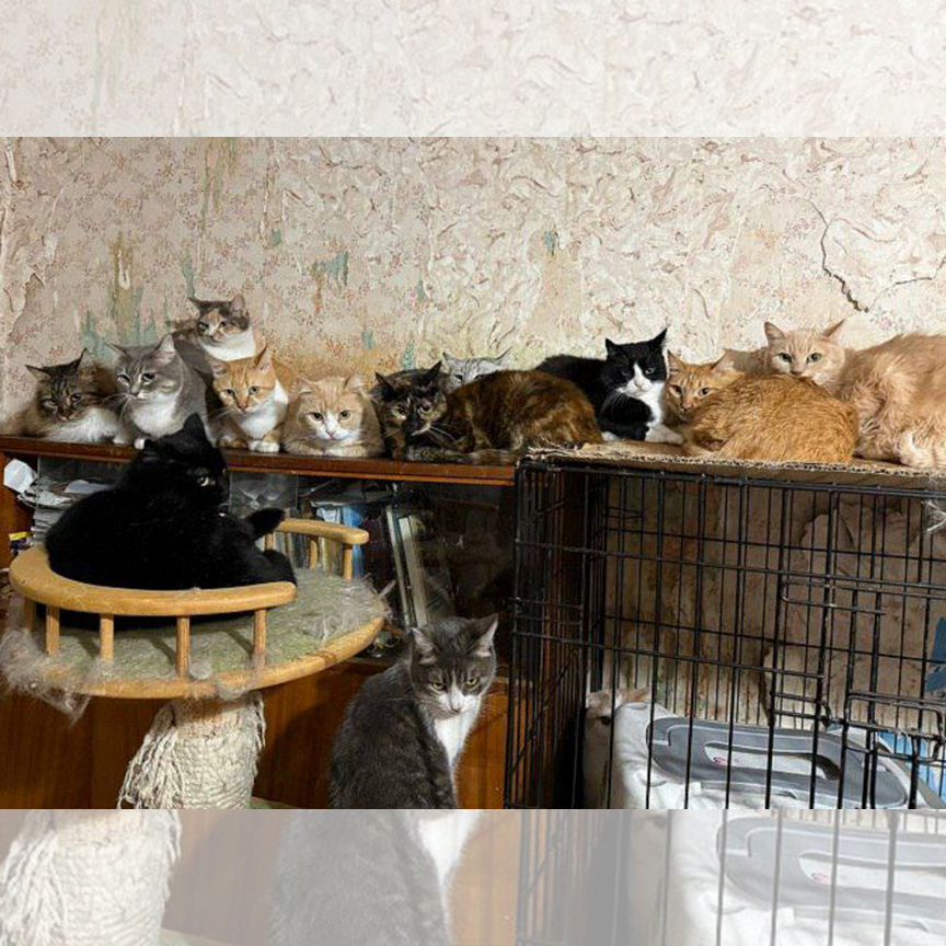 50 кошек остались без хозяйки, возьмите хоть одну