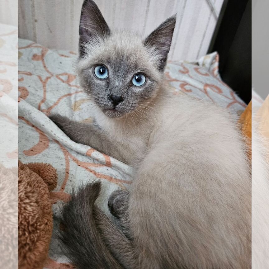 Тайский котенок мальчик