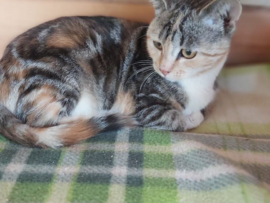 Кошка