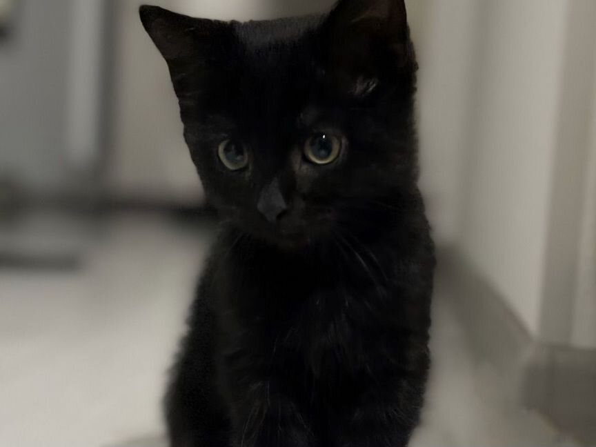 Котенок в добрые руки