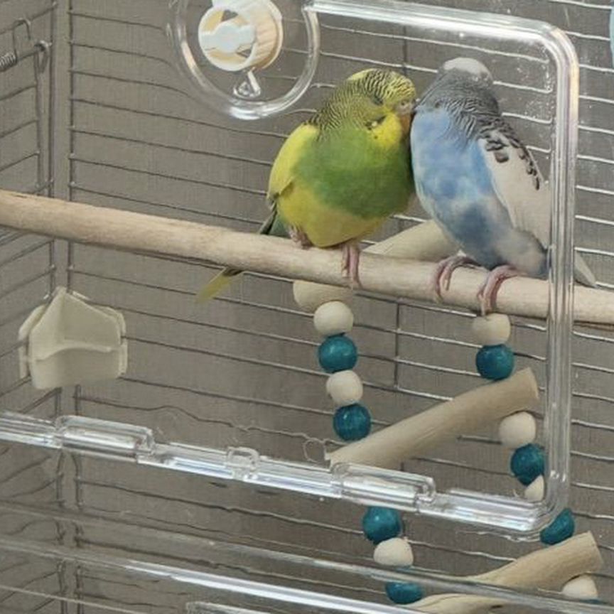 Волнистый попугай