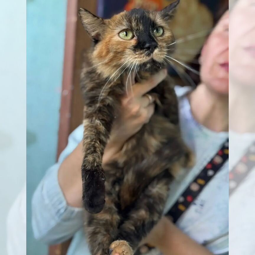 Взрослая, кошка в добрые руки