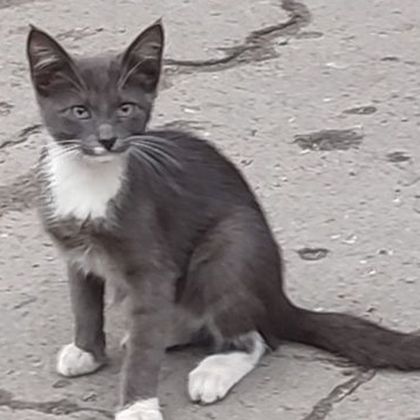 Отдам котика