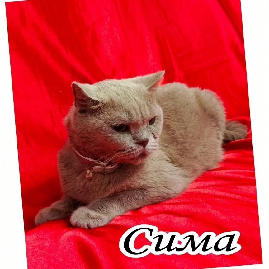 Сима ищет семью