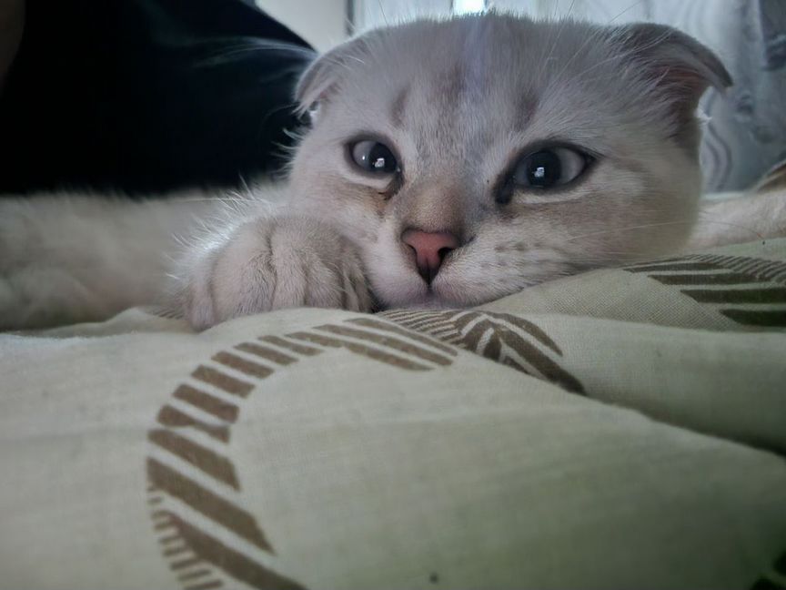 Шотландский вислоухий кот