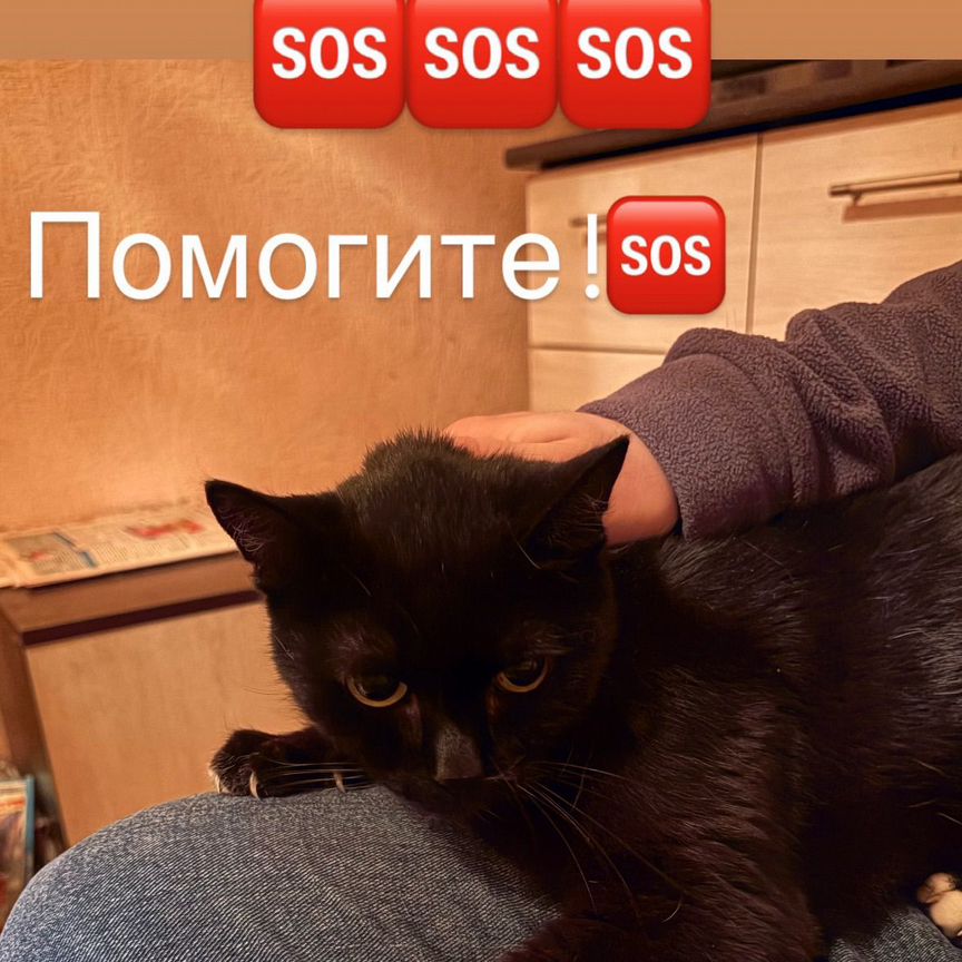 Кот в добрые руки