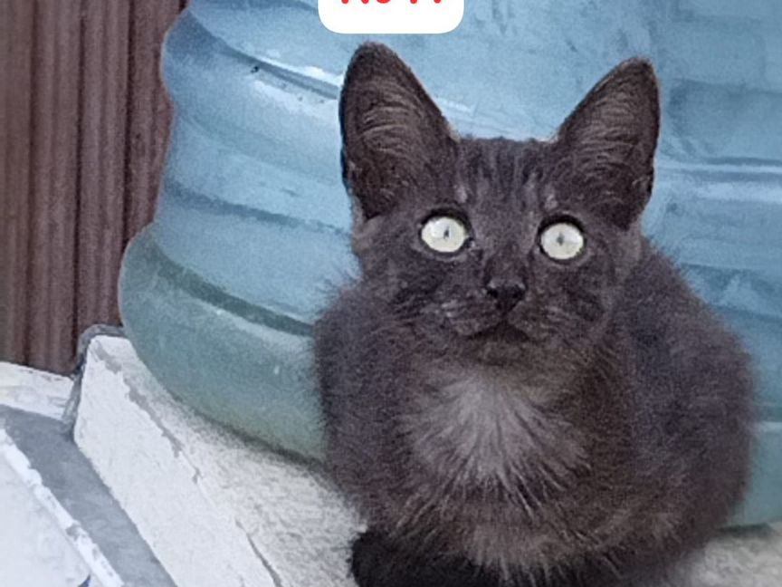 Котёнок кристи, девочка, 3 мес. черного окраса