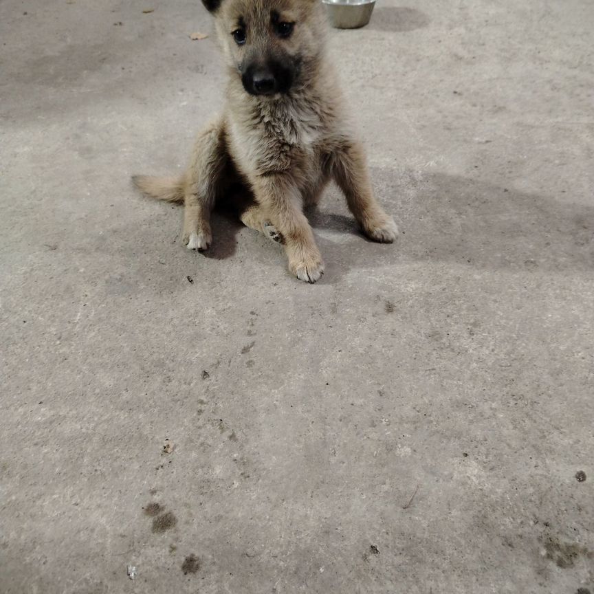 Немецкая овчарка, щенок