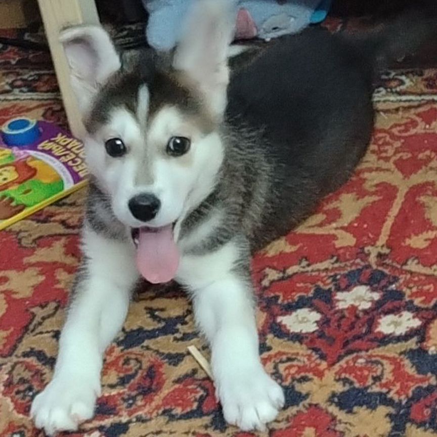 Сибирский хаски, щенок