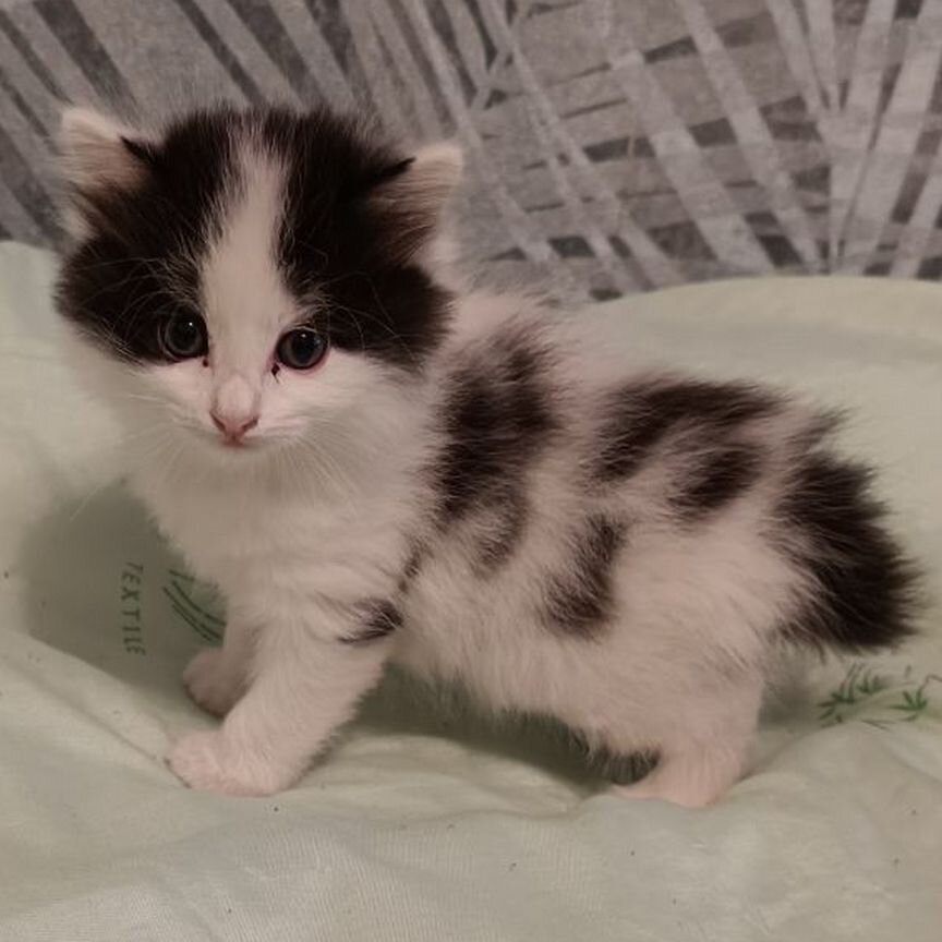 Котёнок от частного владельца