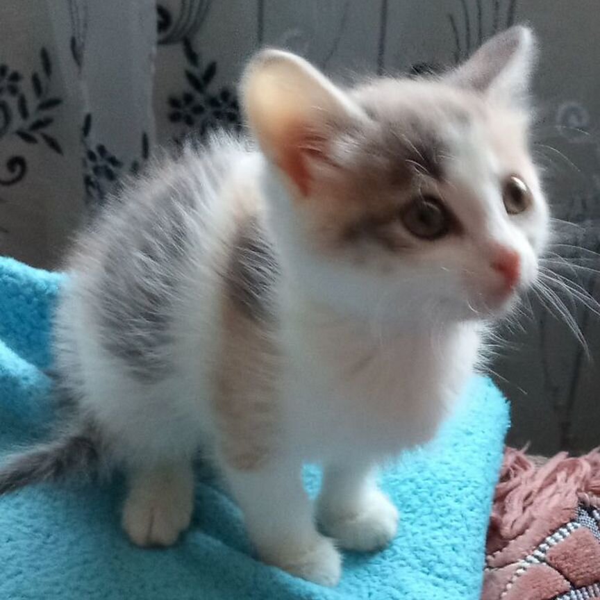 Котёнок в добрые руки