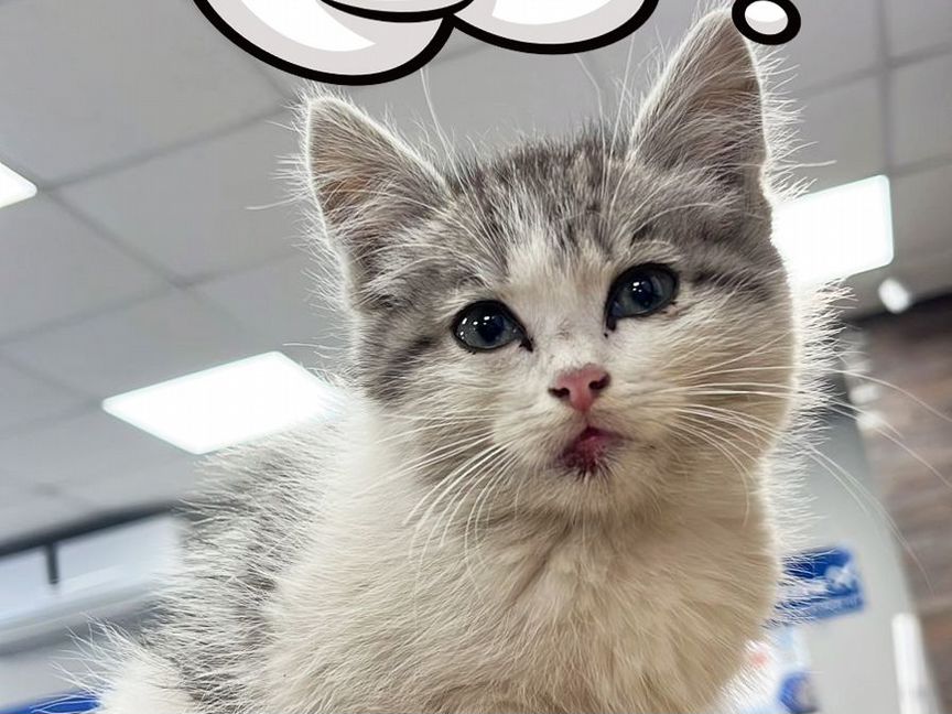 Подкинули котенка Мальчика, ищем нового Хозяина