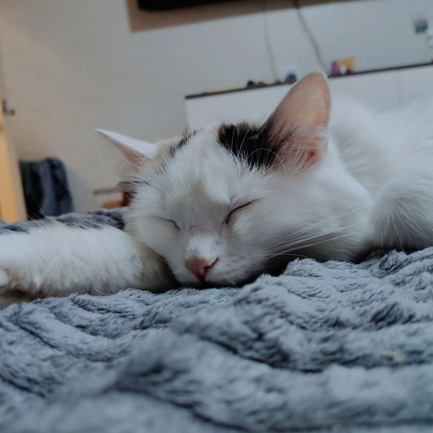 Взрослая кошка в добрые руки