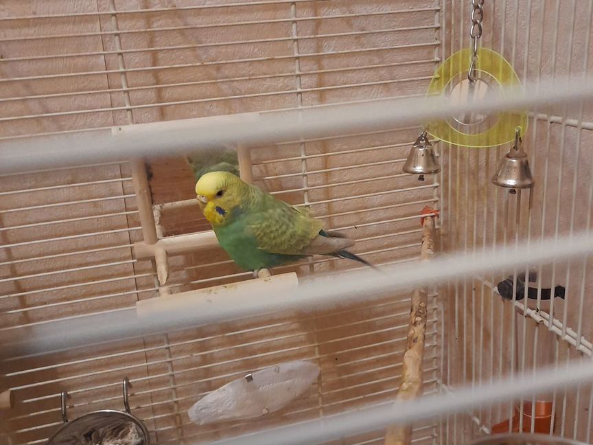 Отдам в добрые руки волнистого попугая