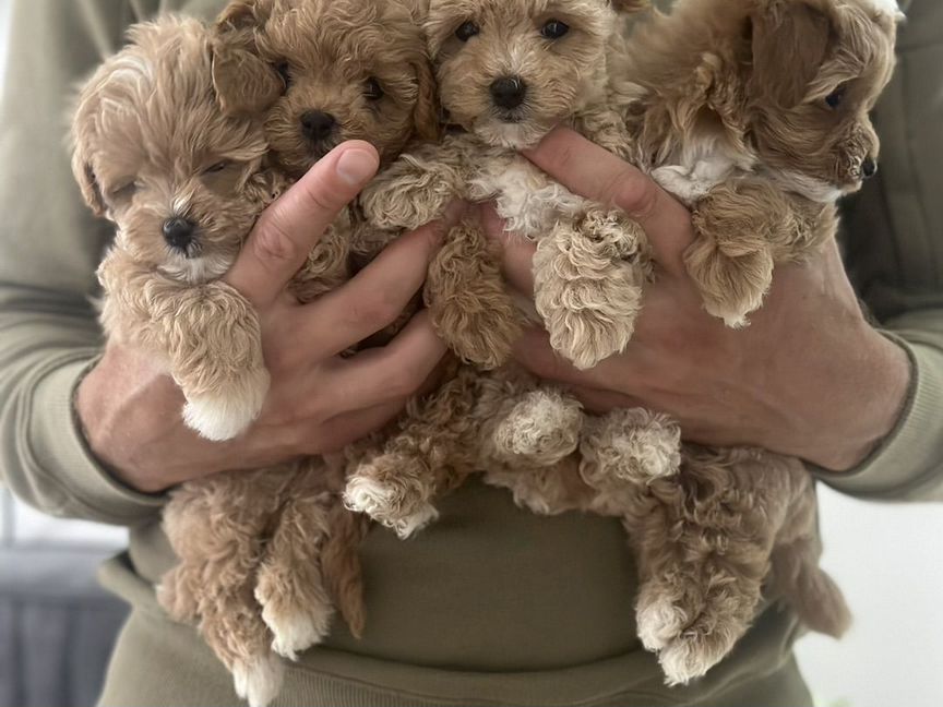 Мальтипу f1 mini