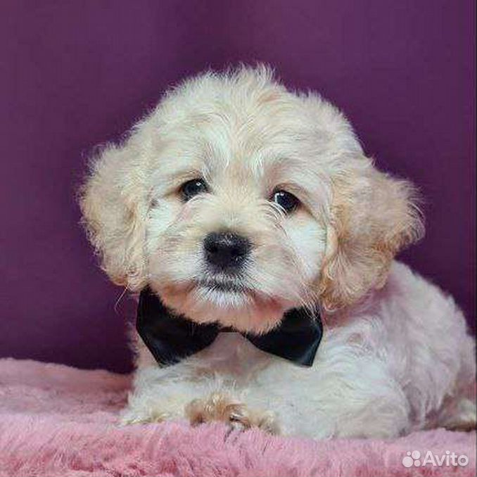 Коко-пу кава-пу мальти-пу