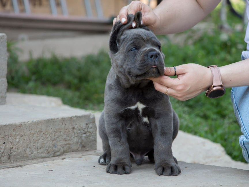 Щенки кане корсо