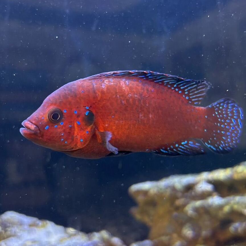 Хромис красавец, стайка