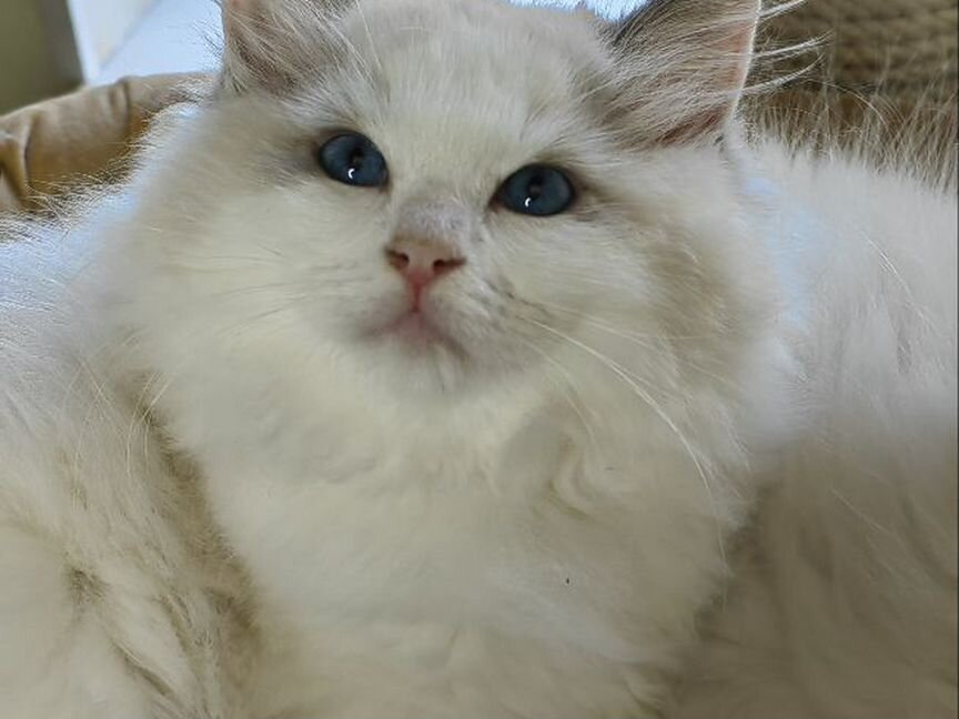 Котята Рэгдолл