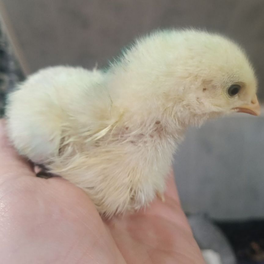 Цыплята бройлеры подрощенные