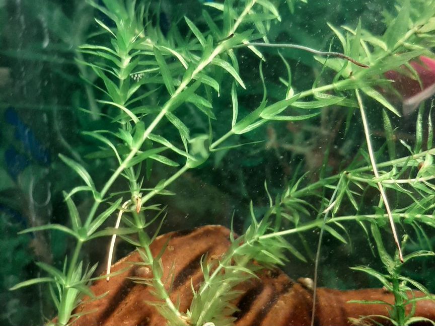Аквариумное растение