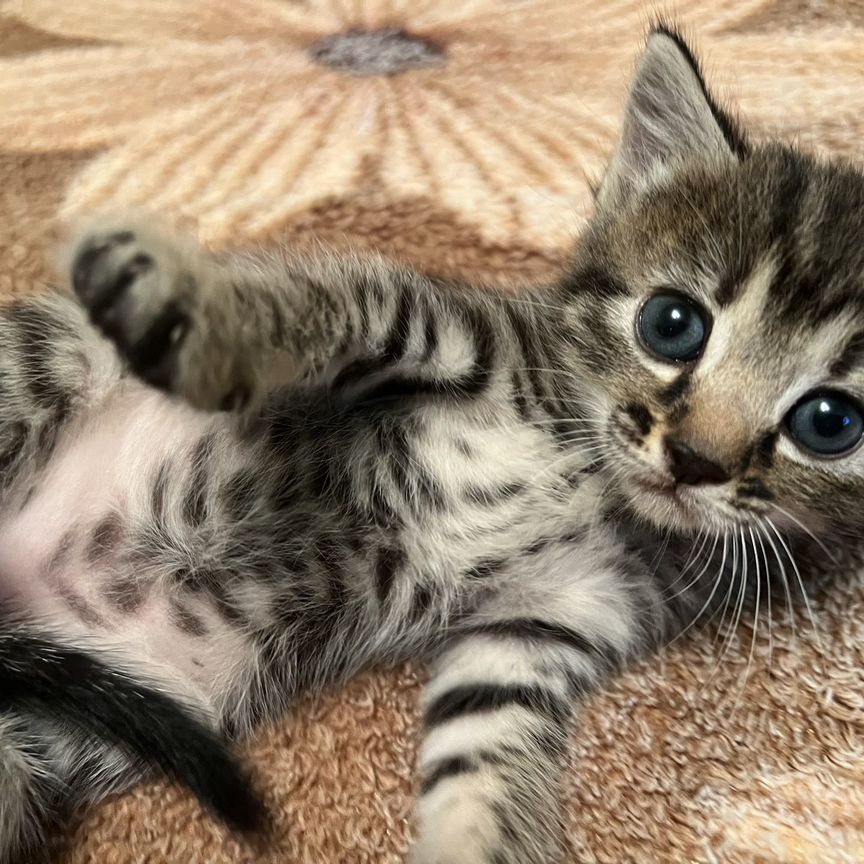 Котенок девочка в добрые руки