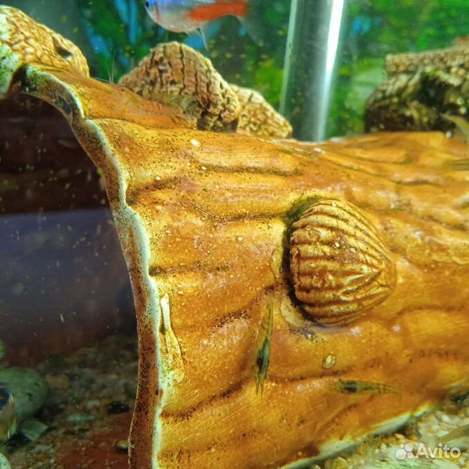 Гуппи мальки и креветки